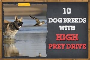 10 Dog Breeds with High Prey Drive (Pictures & Info) | ZooAwesome