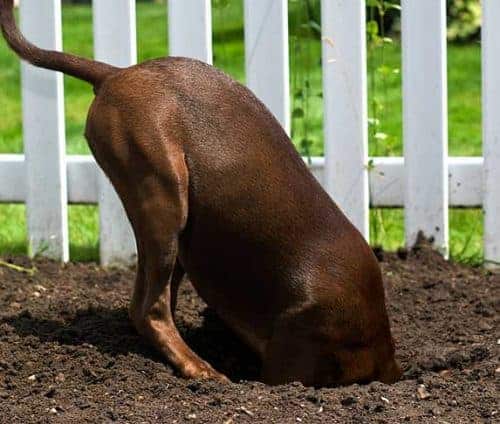 How to Keep a Dog from Digging Under a Vinyl Fence? (Simple Steps ...