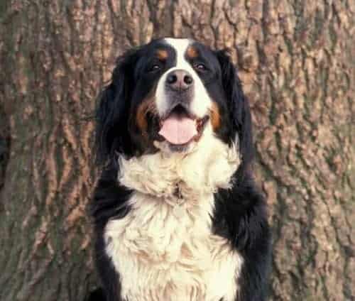 7 Dogs That Look Like St. Bernards (Pictures & Info) | ZooAwesome