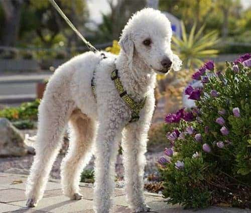 7 Dogs that Look Like Poodles (Pictures & Info) | ZooAwesome