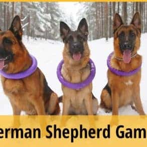 List of Fun Games For German Shepherds (5 Mind Enhancing Activities ...