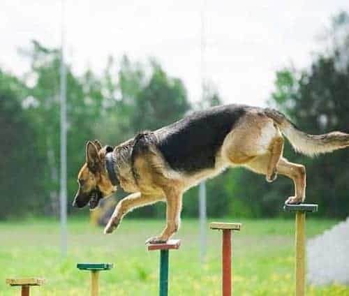List of Fun Games For German Shepherds (5 Mind Enhancing Activities ...