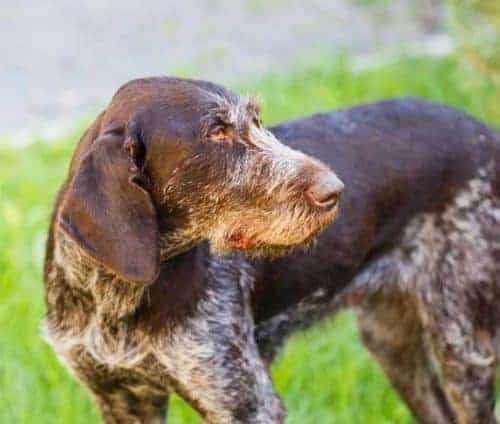 Comprehensive List of Irish Wolfhound Mix Breeds (+ Pictures & Info ...