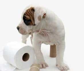 Puppy Pooping in Crate At Night - How to Prevent it? | ZooAwesome