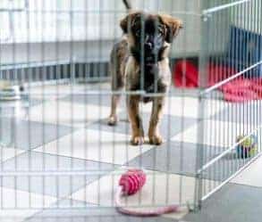 Puppy Pooping in Crate At Night - How to Prevent it? | ZooAwesome