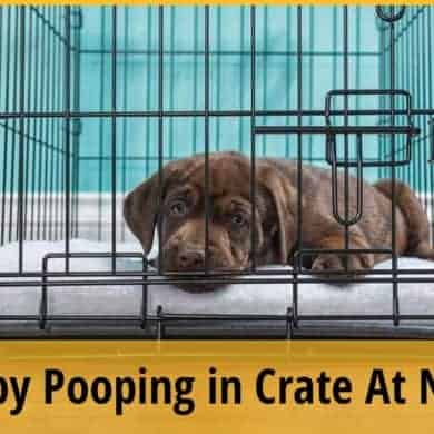 Puppy Pooping in Crate At Night - How to Prevent it? | ZooAwesome