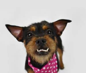 Should You Buy A Puppy with An Overbite? | ZooAwesome