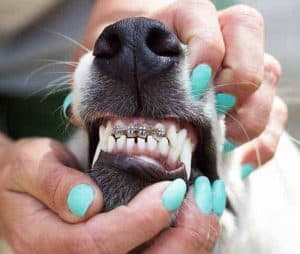 Should You Buy A Puppy with An Overbite? | ZooAwesome