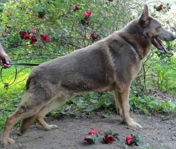 Things To Know About Isabella German Shepherd | ZooAwesome
