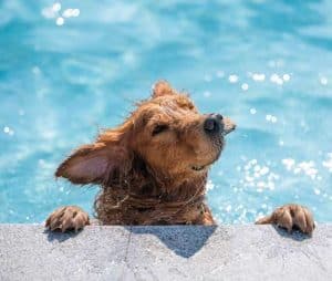 Why Do Dogs Bob Their Heads Before Eating? | ZooAwesome