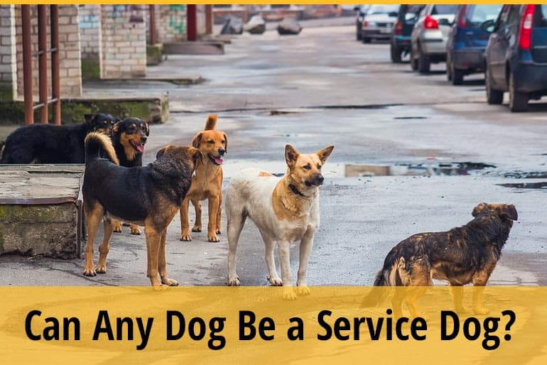 Can Any Dog Be A Service Dog Service Dog Qualifications ZooAwesome