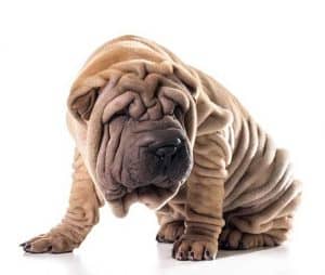 10 Dog Breeds With Sad Looking Faces (Pictures & Facts) | ZooAwesome