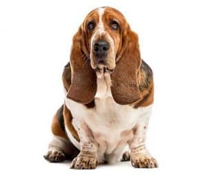 10 Dog Breeds With Sad Looking Faces (Pictures & Facts) | ZooAwesome