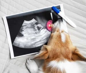 How To Tell If Your Border Collie Is Pregnant? (Signs & Tips) | ZooAwesome