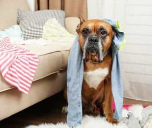 How to Make Your Dog Understand No Command? (7 Tips) | ZooAwesome