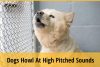 Why Do Dogs Howl At High Pitched Sounds? (Harmonicas, Whistles & Sirens ...