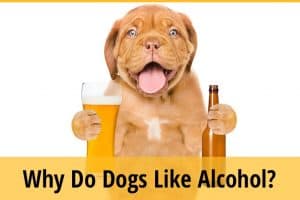Why Do Dogs Like Alcohol? - Is It Harmful To Them? | ZooAwesome