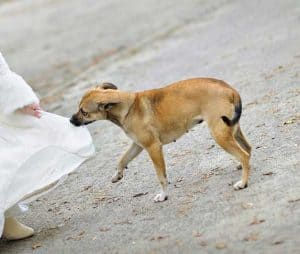 Why Does Dog Poop Turn White? (5 Reasons) | ZooAwesome