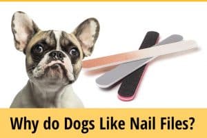 Why Do Dogs Like Nail Files? + Nail File Incident Prevention | ZooAwesome