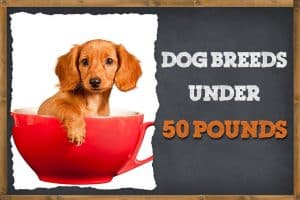 7 Dog Breeds That Are Under 50 Pounds (Pictures & Info) | ZooAwesome