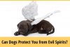 Can Dogs Protect You From Evil Spirits? (What Dog Owners Says) | ZooAwesome
