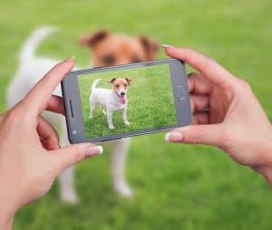 Can Dogs Recognize Their Owners' Video Call? (Skype & Facetime ...
