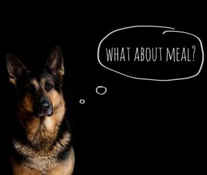 Do Dogs Have Inner Monologue? (Dogs' Inner Speech) | ZooAwesome