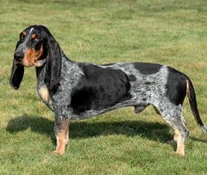 Things to Know about Blue Basset Hounds (Blue Gascony Basset) | ZooAwesome