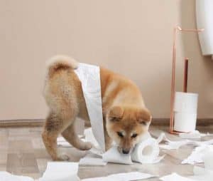 Why Does My Akita Growl At Me? (5 Reasons Why) | ZooAwesome