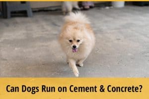 Can Dogs Run On Cement And Concrete? | ZooAwesome