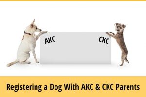 How To Register A Dog With AKC And CKC Parents? | ZooAwesome