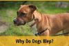Why Do Dogs Blep? (8 Possible Reasons) | ZooAwesome