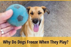 Why Do Dogs Freeze When They Play? (9 Reasons) | ZooAwesome