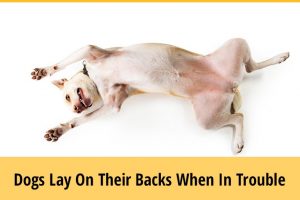 Why Do Dogs Lay On Their Backs When In Trouble? | ZooAwesome