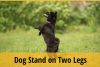 Why Does My Dog Stand On Two Legs? (5 Reasons) | ZooAwesome