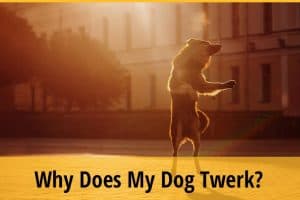 Why Does My Dog Twerk? + How to Stop it | ZooAwesome