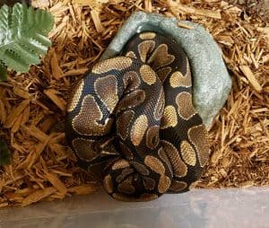 Why Do Ball Pythons Burrow? (Under Bedding & Water Bowl) | ZooAwesome