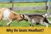 Why Do Goats Headbutt? (Things, Humans & Trees) | ZooAwesome