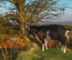 Why Do Goats Headbutt? (Things, Humans & Trees) | ZooAwesome