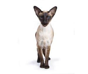 Seal Point Siamese Cat Breed Guide | ZooAwesome
