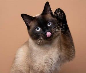 All Siamese Cat Colors in One Place | ZooAwesome