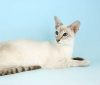 All Siamese Cat Colors in One Place | ZooAwesome