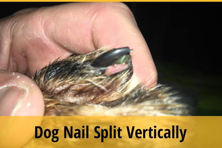 Dog Nail Split Vertically Top Remedies ZooAwesome Dog Nail Split Vertically Top Remedies ZooAwesome