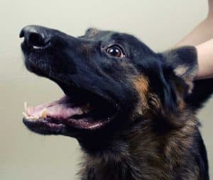 Dog Scared Of Strangers - What Does It Mean And How To Fix It? | ZooAwesome