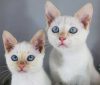 Flame Point (Red Tip) Siamese Cats - The Breed Guide | ZooAwesome