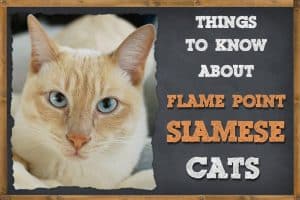 Flame Point (Red Tip) Siamese Cats - The Breed Guide | ZooAwesome