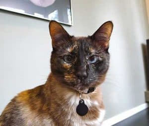 Tortie Siamese Cats - The Factsheet | ZooAwesome