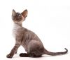 Top Brown Cat Breeds Overviewed: A Complete Guide | ZooAwesome