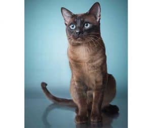Top Brown Cat Breeds Overviewed: A Complete Guide | ZooAwesome
