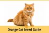 The Guide to Orange Cat Breeds (Cool Facts) | ZooAwesome